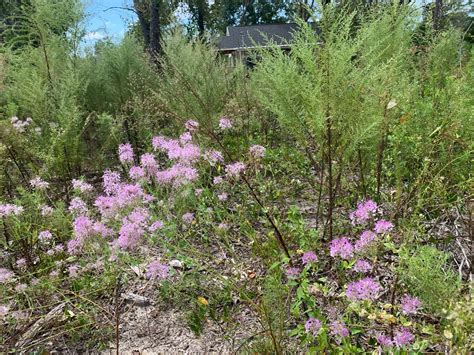 Warea Area Conservation Putnam Land Conservancy