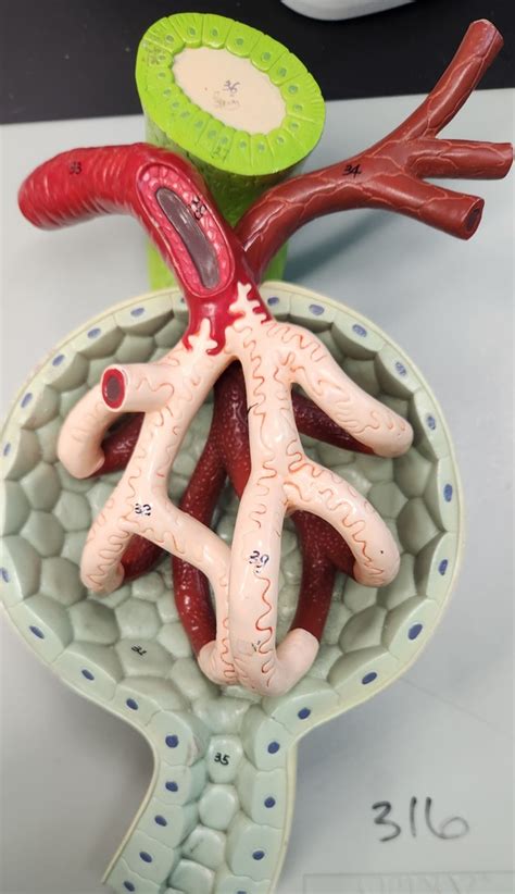 Glomerulus Model Only Diagram Quizlet