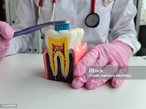 치과 의사 손의 상실은 인공 턱에 칫솔로 치아를 제대로 닦는 방법을 보여줍니다 개념에 대한 스톡 사진 및 기타 이미지 개념 건강 진단 건강관리와 의술 Istock