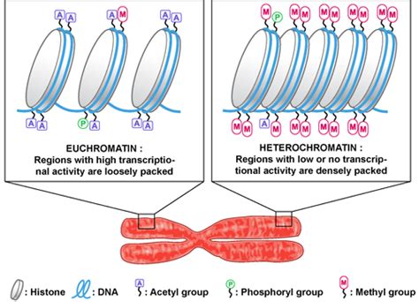 Biology Dna Packaging Shmoop Biology