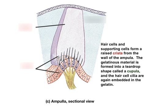 Ampullae Of Lorenzini Definition Quizlet At Kate Terry Blog