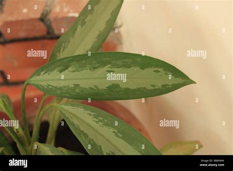Chinese Evergreen Silver Queen Aglaonema Poison Dart Plant Ape