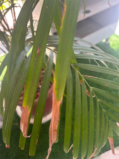 Indoor Palm Plants Leaves Turning Brown