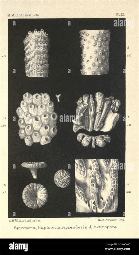 A Catalog Of Fossil Bryozoa Specimens Housed In The Department Of Geology Offering Insights