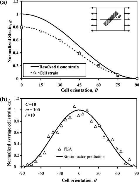 Figure 3 From The Relationship Between Cell And Tissue Strain In Three