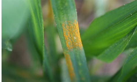 Monitor For Stripe Rust Infections Emerging In Wheat Get Regional
