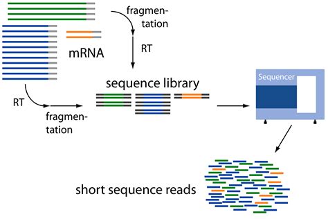 Rna Sequencing