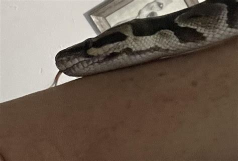 normal belly r ballpython