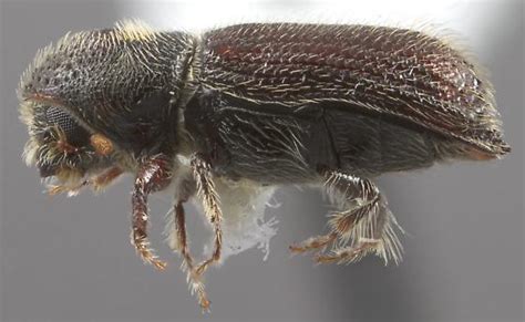 Hylocurus Hirtellus Bugguide Net