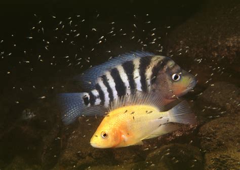Scientists Discover The Gene That Codes For The Gold Coloration Of