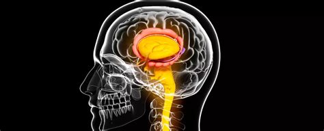 Unveiling The Genetic Tapestry Of Subcortical Structures In The Brain