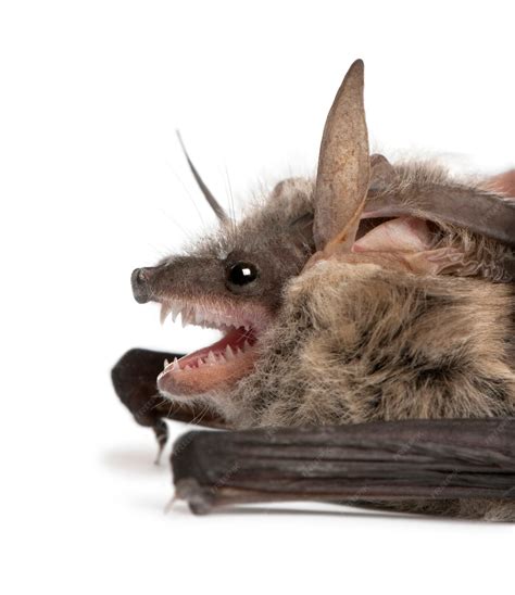 Premium Photo Grey Long Eared Bat Plecotus Astriacus On A White