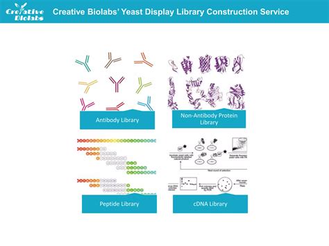 Yeast Display Technology Creative Biolabs Pptx