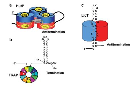 Attenuation Rna At Betty Sutliff Blog