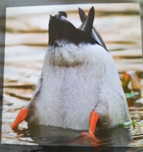 Montre Tes Fesses Teteenlire