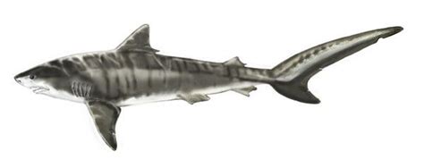 Physogaleus Sauropedia Wiki Fandom
