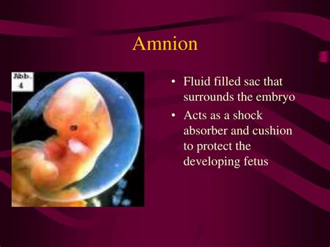 Ppt Fertilization And Development Powerpoint Presentation Free