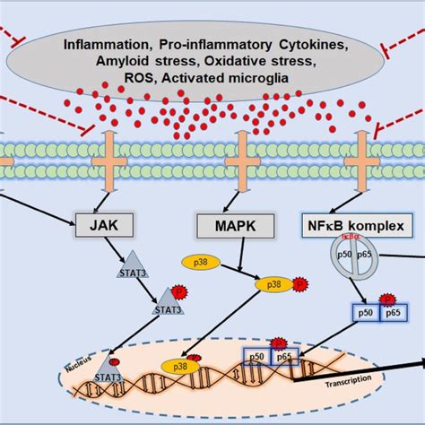 Modulation Of Neurodegenerative Disorders By Natural Agents Natural