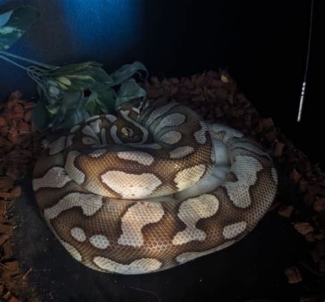 First ever ball python eggs! - Ball Pythons - MorphMarket Reptile Community