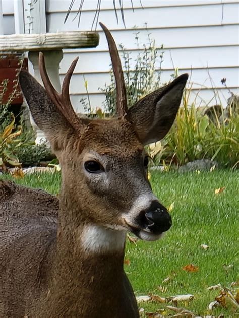 Wierd Antler This Guy Was On My Route Today His Left Antler Is Straight