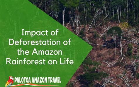 Amazon Deforestation Effects Cascade Effects Of Deforestation And Fire