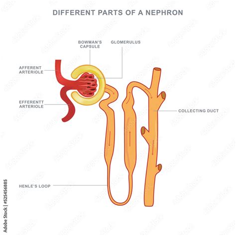 Poster Nephron Structure And Different Parts Of A Nephron Vector
