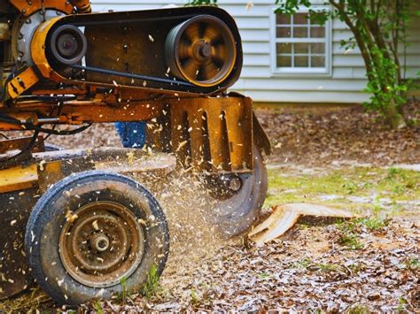 Tree Root Grinding Safety Near Building Foundations