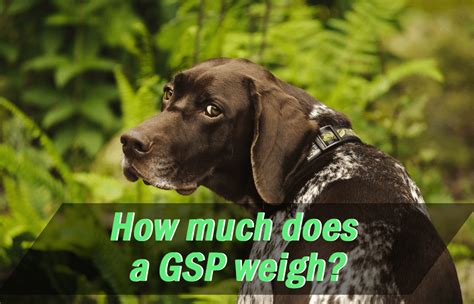 How Much Does A Gsp Weigh Gsp Owners