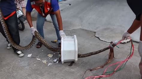 Python Attacks Mans Penis In Terrifying Thai Toilet Ordeal Graphic