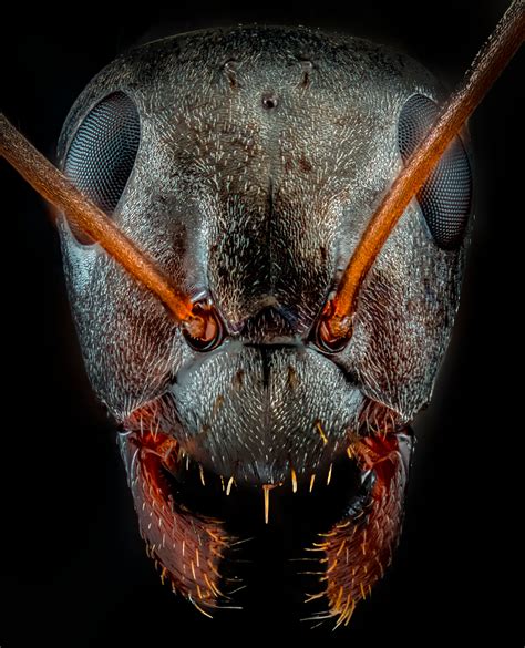 Microscopic Photography Of Insects