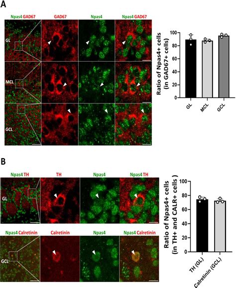 Figure 3 From Sensory Stimulation Dependent Npas4 Expression In The