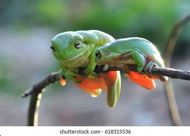Dumpy Frog Tree Frog Frogs Stock Photo 618315536 Shutterstock
