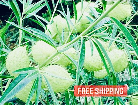 Hairy Ball Milkweed Seeds Balloon Pod Milkweed Seeds Chemical Free Seeds Etsy
