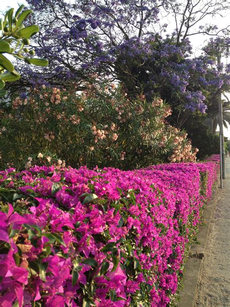 Bougainvillea Hedge
