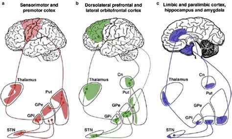 Neuromodulation In Psychiatry Springerlink