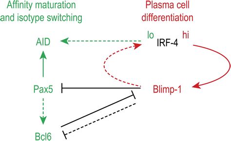 Graded Expression Of Interferon Regulatory Factor 4 Coordinates Isotype