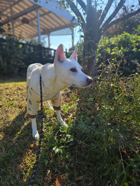 진도믹스몽이 강아지책임분양 컴투펫케어센터
