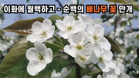 이화에 월백하고 순백의 배나무 꽃 만개 Youtube