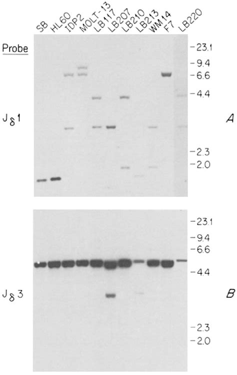 Blot Hybridization Analysis Of Js Rearrangements Download Scientific Diagram
