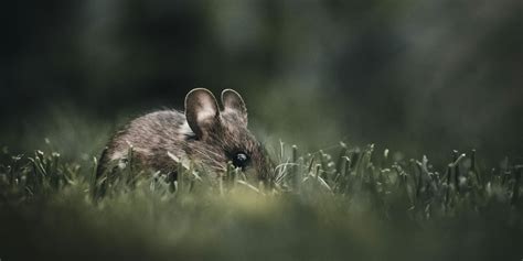 Pest Control Prices Mice And Tidy Pest Control