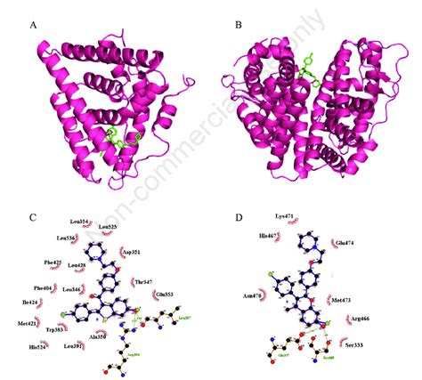 Molecular Docking Analysis According To The Best Binding Interactions Download Scientific