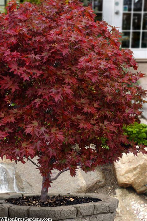 Buy Ruby Stars Japanese Maple Tree Free Shipping Wilson Bros Gardens 1 Gallon Pot For Sale