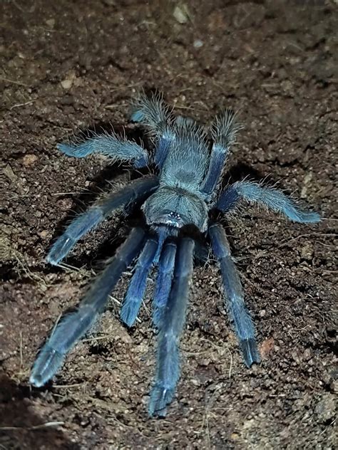 Chilobrachys Dyscolussp Vietnam Blue2 3cm