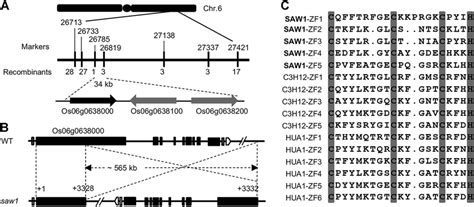 Map Based Cloning And Characterization Of The Target Gene A The Download Scientific Diagram
