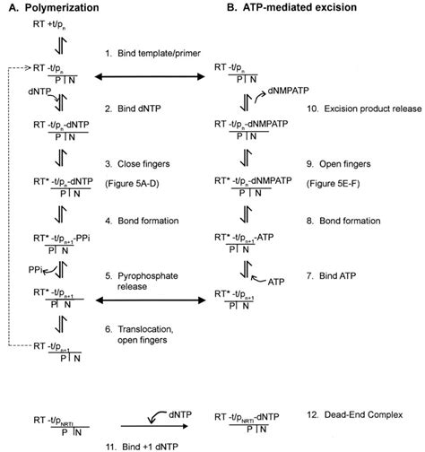 Polymerization Diagram And Atp Mediated Excision Model A Rt
