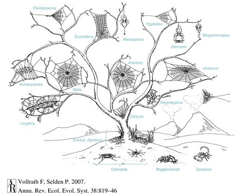 The Perfect Metaphorical Image For Spider Taxonomy