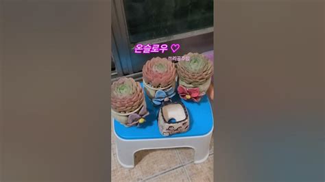 25125쓰리공주맘 목욕의자 위~육이다육이 다육식물 Youtube