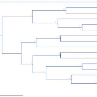 Upgma Unweighted Pair Group Method With Arithmetic Mean Analysis Download Scientific Diagram
