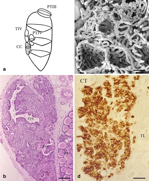 A Schematic Illustration Of The C Cell Complex Cc Parathyroid Iii Download Scientific