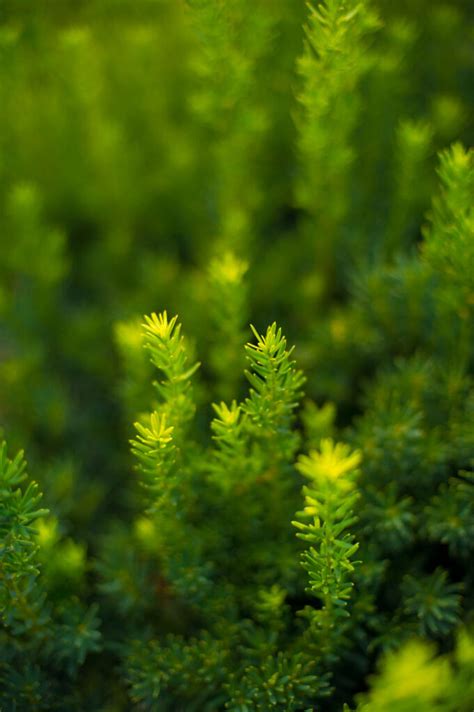 Yew Densiformis For Sale In Boulder Colorado